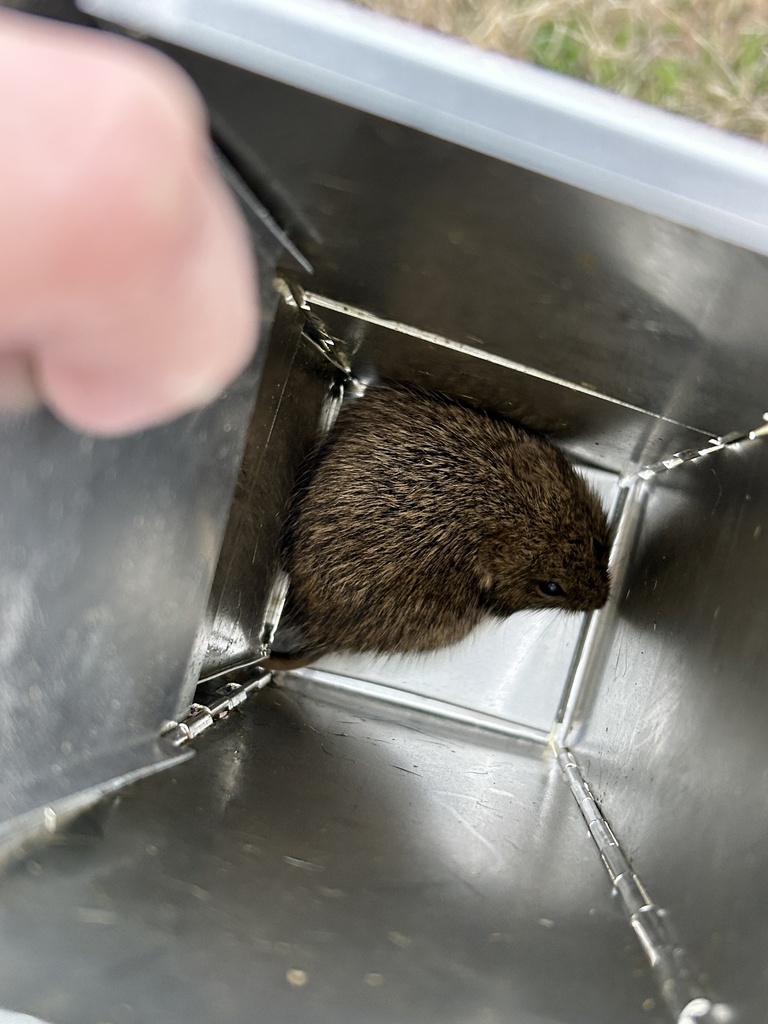 Hispid Cotton Rat from Brownwood, TX, US on February 28, 2024 at 08:15 ...