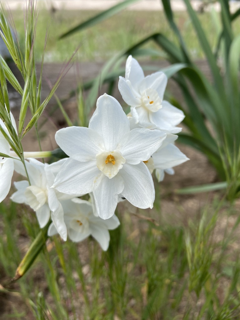 Paperwhite from Palomar St, Wildomar, CA, US on March 1, 2024 at 09:20 ...