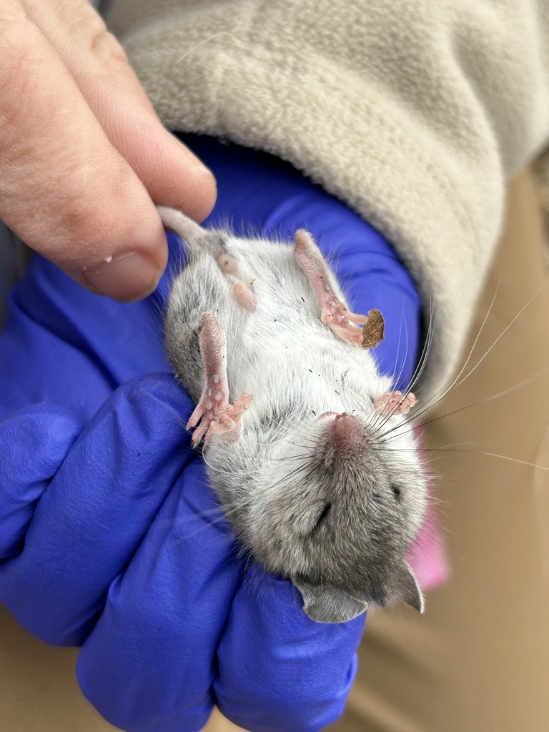 Texas Mouse from Brownwood, TX, US on February 28, 2024 at 09:39 AM by ...