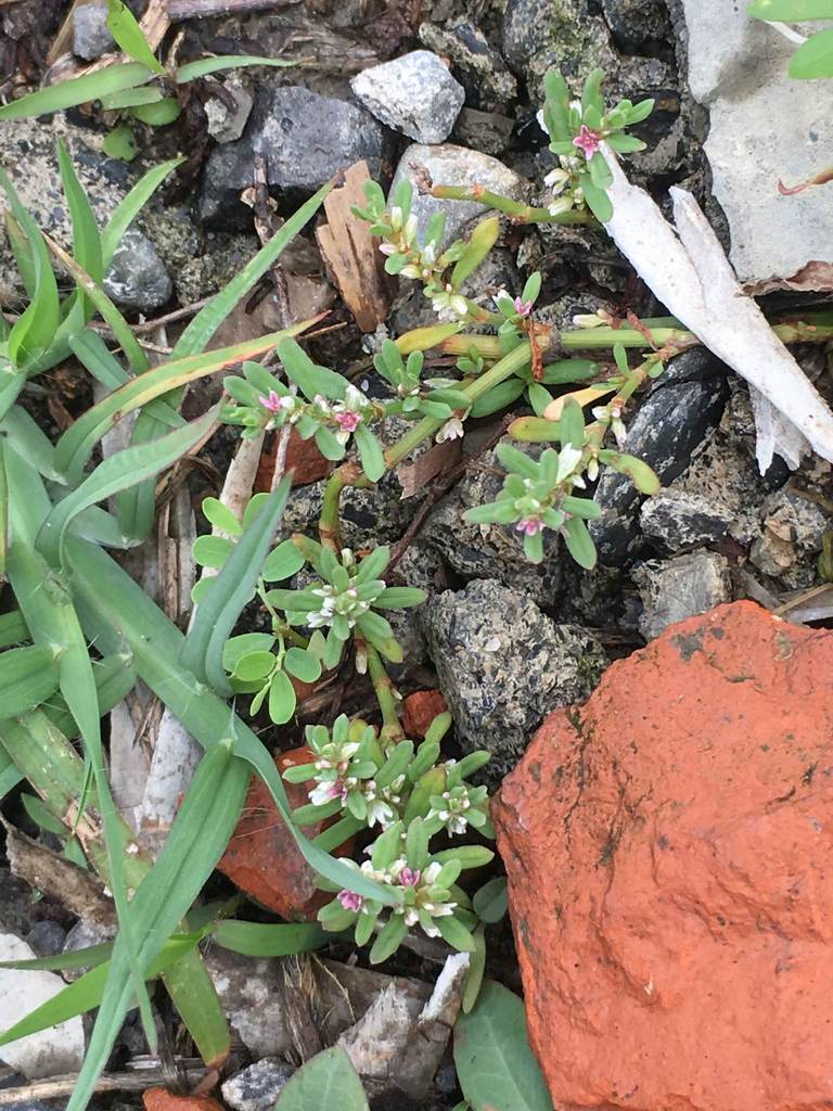 Small Knotweed from Yulin, Taiwan, Taiwan on April 21, 2019 at 12:26 PM ...