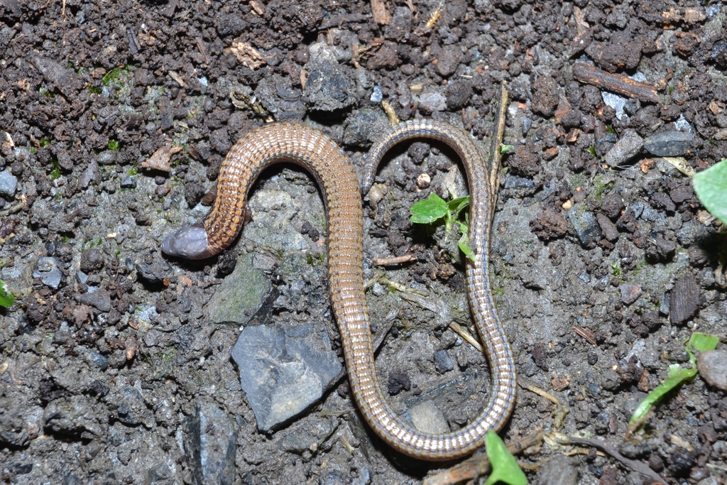 Two-colored Bachia from Nocaima on February 29, 2024 at 12:50 AM by ...