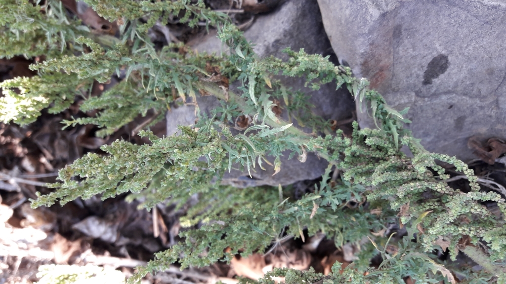 (Dysphania chilensis) - Botanical Realm