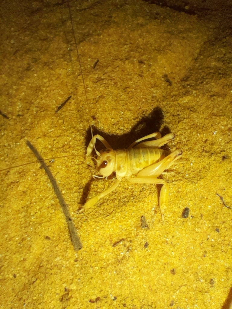 African Dune Crickets from Otjozondjupa Region, Namibia on March 01 ...