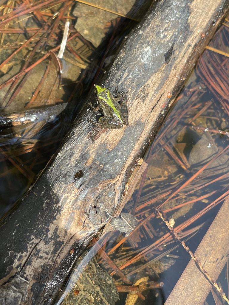 Southern Cricket Frog from Hilliard, FL, US on February 28, 2024 at 01: ...
