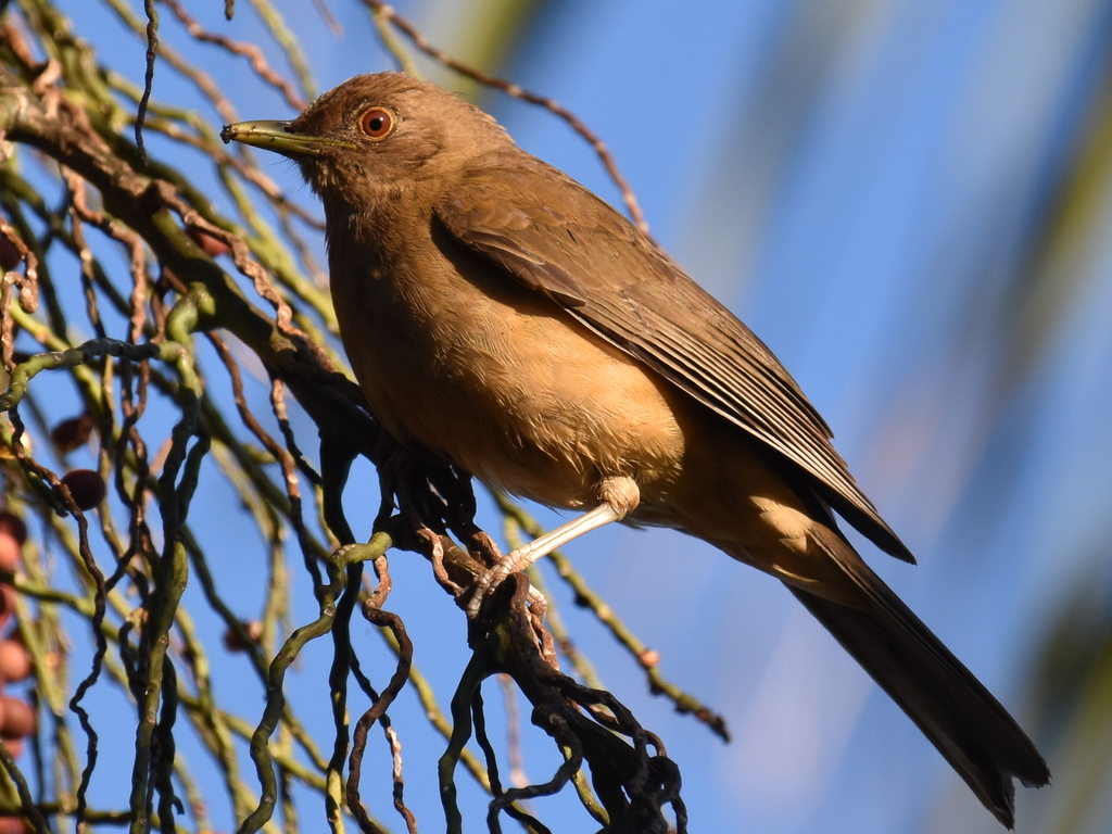 Clay-colored Thrush from 77793 Coba, Quintana Roo, Mexico on February ...