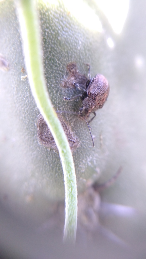 Freudeita melancholica from Huitziltepec, Pue., México on June 10, 2019 ...