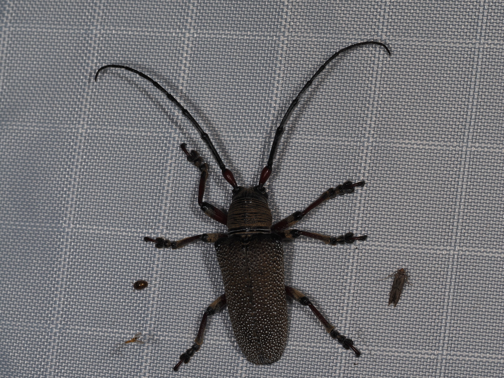 Rhytiphora from Shipwreck Creek Campground, Shipwreck Creek Beach ...