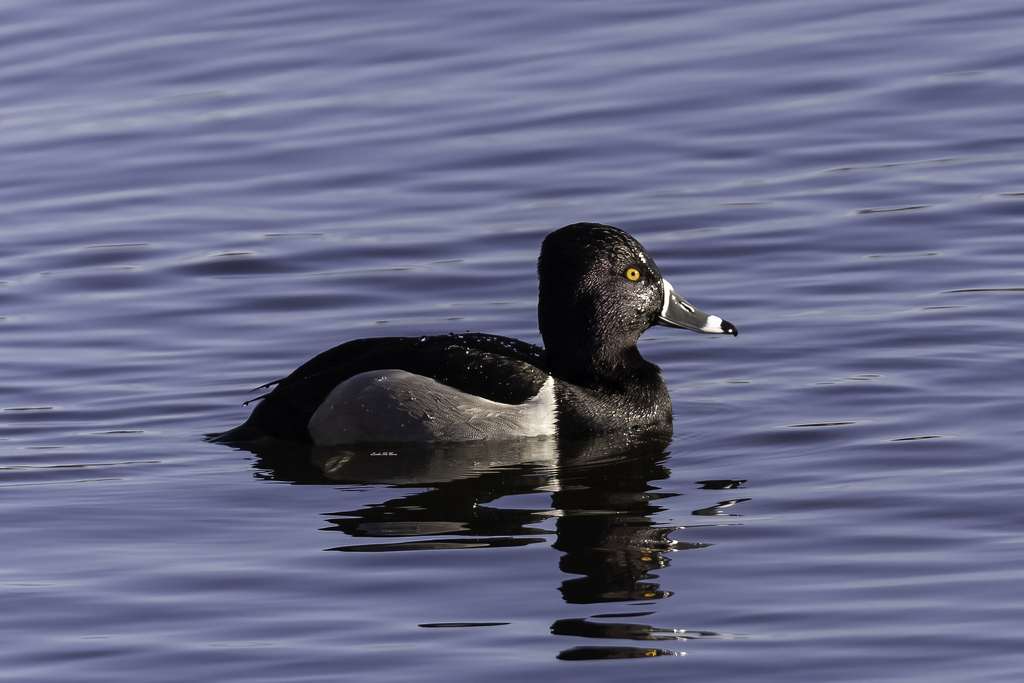 Ring-necked Duck from Cardiff, UK on January 14, 2024 at 02:28 PM by ...