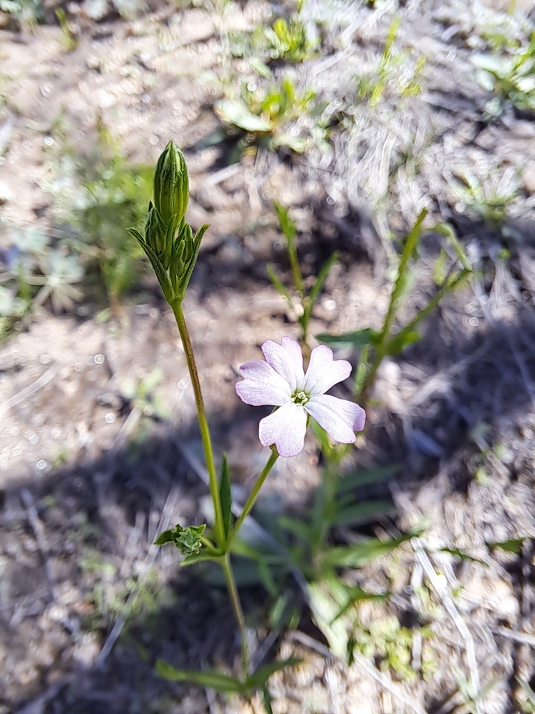 sleepy catchfly from Tucson, AZ 85750, USA on March 1, 2024 at 10:11 AM ...