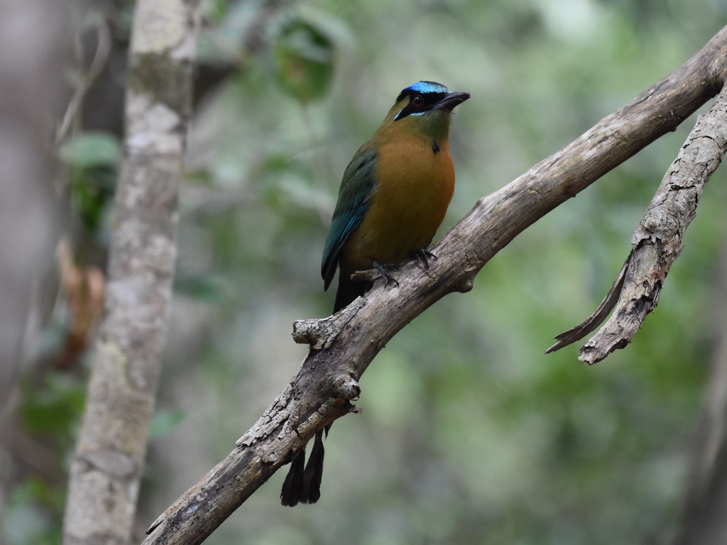 Lesson's Motmot from Tulum Municipality, Quintana Roo, Mexico on ...