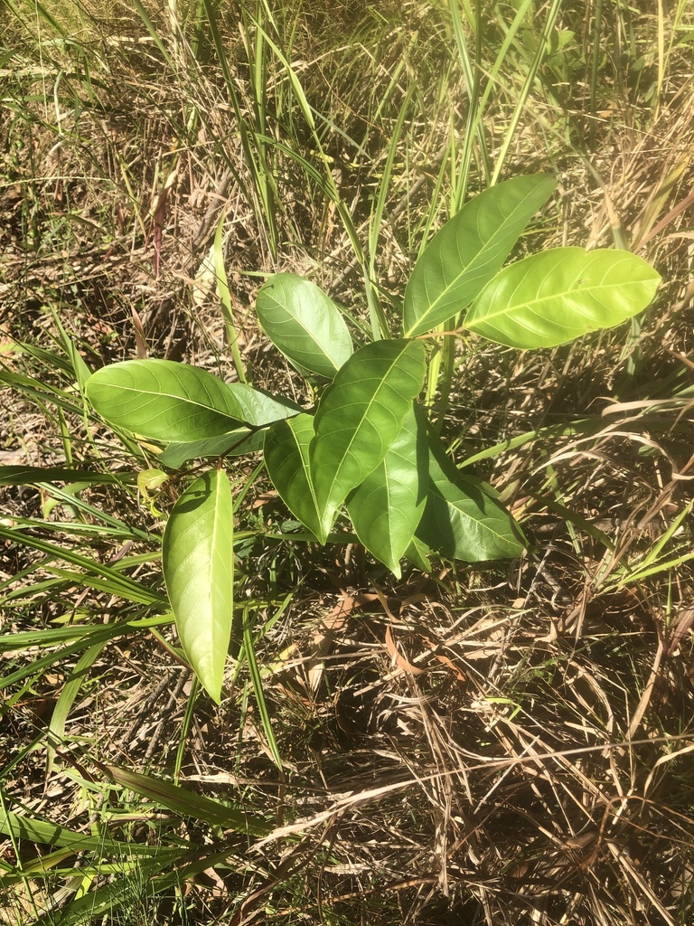 Cheese Tree from Stefan Cl, Emerald Beach, NSW, AU on March 2, 2024 at ...