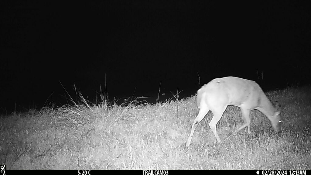 White-tailed Deer from Brown County, TX, USA on February 28, 2024 at 12 ...