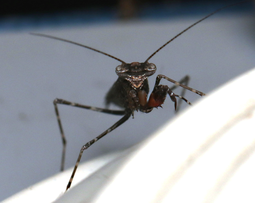 Southern Boxer Bark Mantis in February 2024 by juliegraham173 · iNaturalist