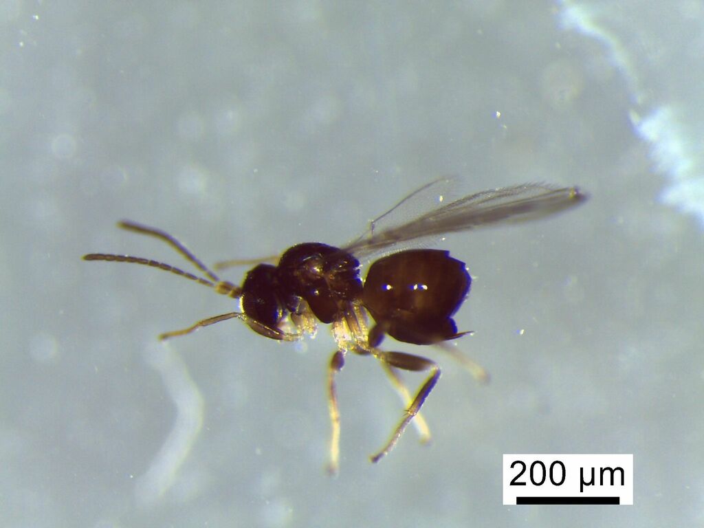 Neuroterus howertoni from 6100 Main St, Houston, TX 77005, USA on March ...