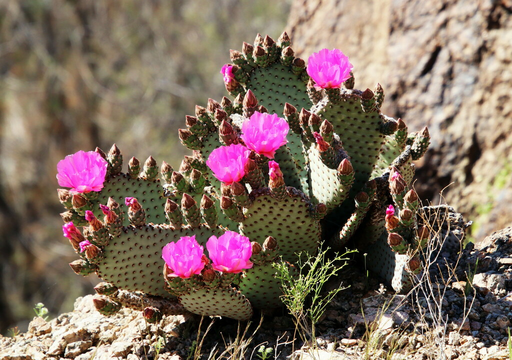 beavertail cactus from Mittry Lake Wildlife Area, Yuma, AZ 85365, USA ...