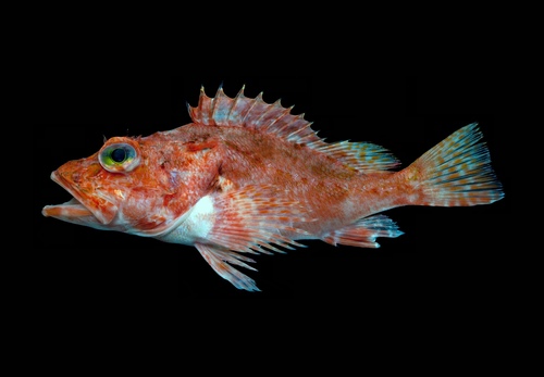 Genus Pontinus · iNaturalist United Kingdom