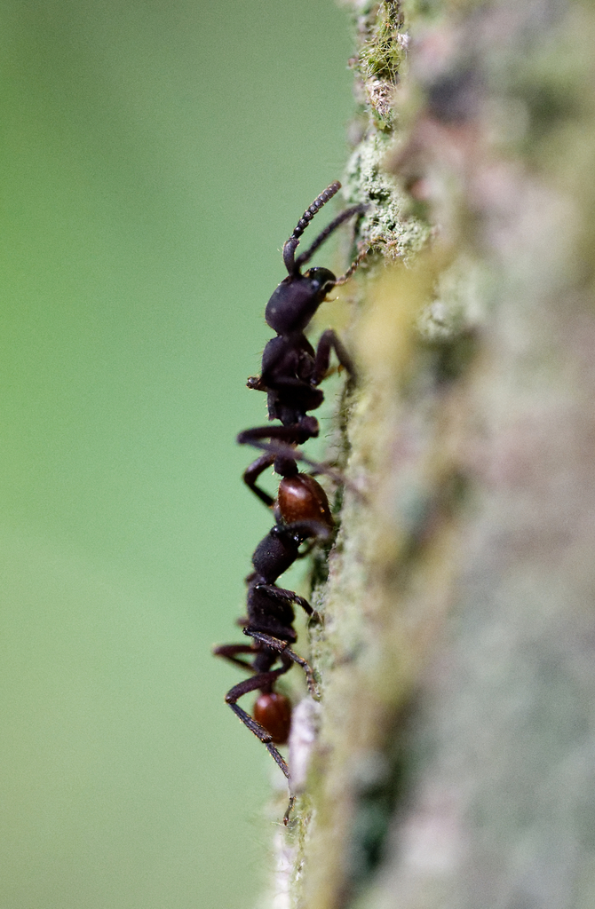 Nomamyrmex esenbeckii from Panama City, Panamá Province, Panama on ...
