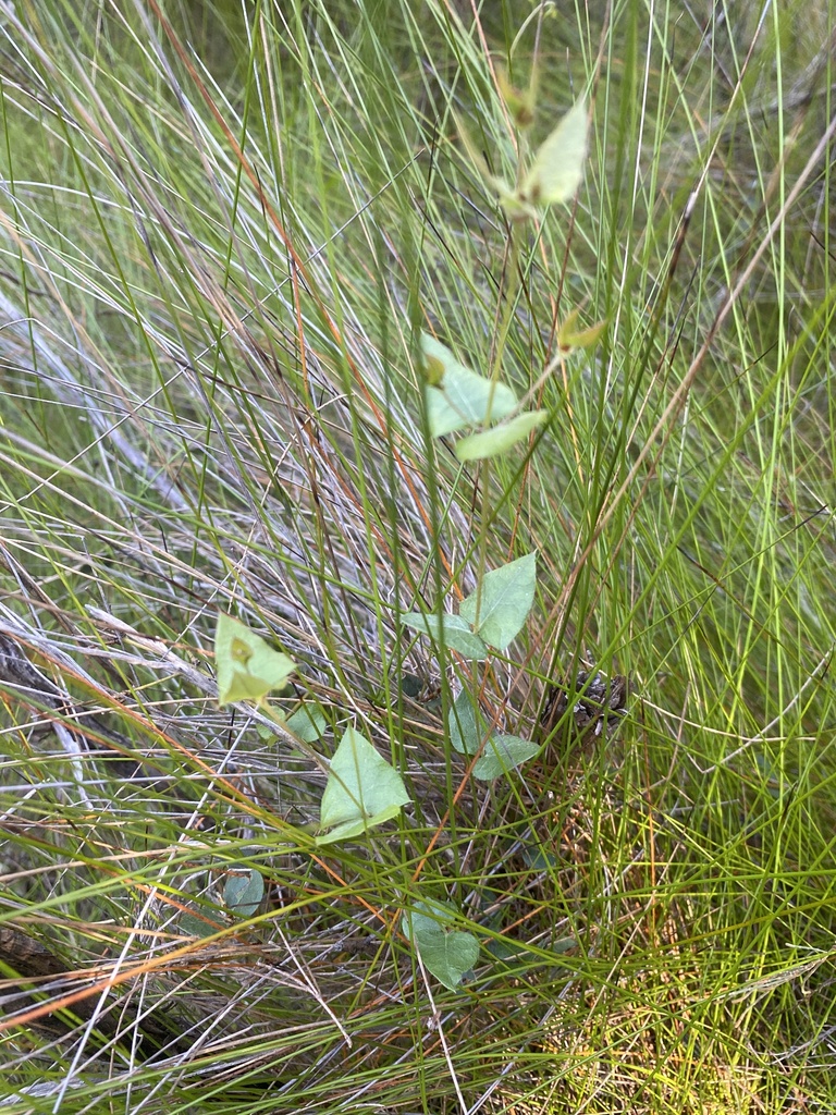 Common Flat-pea from Old White Hill Rd, Dromana, VIC, AU on February 13 ...