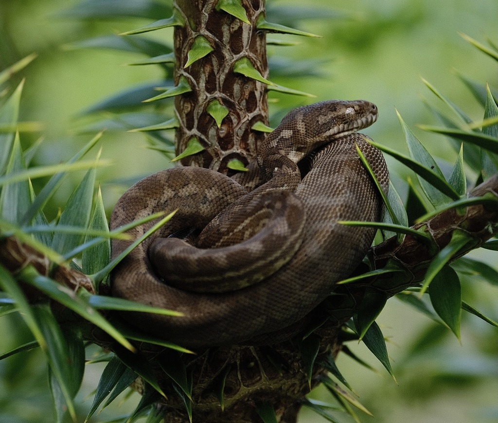 Coastal Carpet Python from North Maleny, QLD, AU on March 1, 2024 at 11 ...