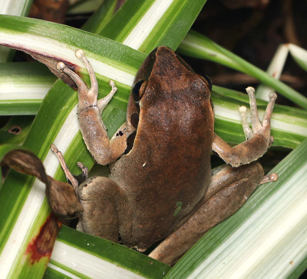 Wilcox's Frog in February 2024 by juliegraham173 · iNaturalist