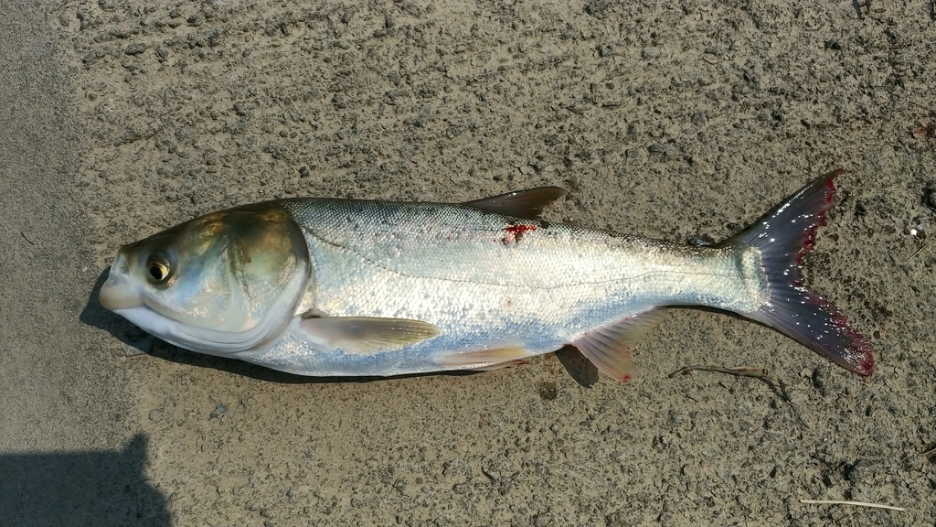 Silver Carp from Guangdong, CN on April 22, 2019 at 02:22 PM by H.T ...