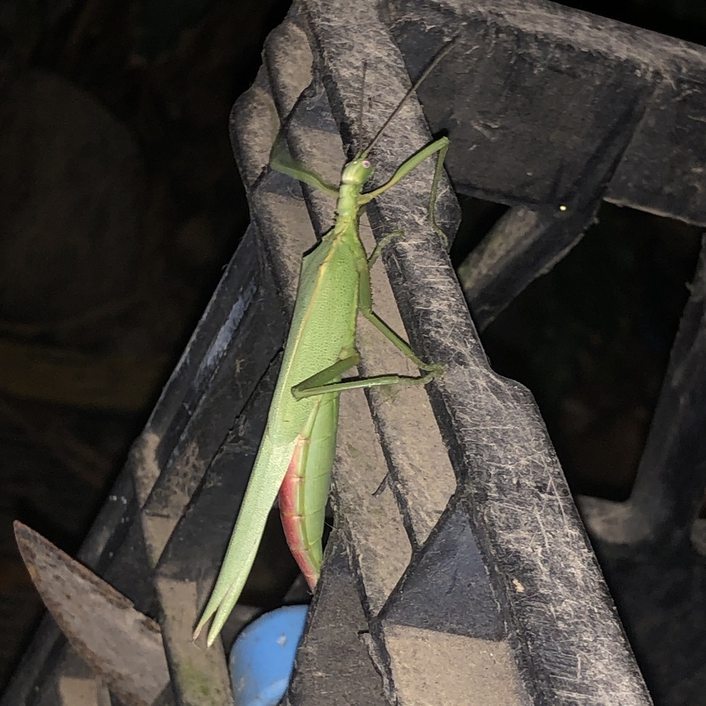 Red-winged Stick Insect from Ganyan Dr, Speewah, QLD, AU on February 15 ...