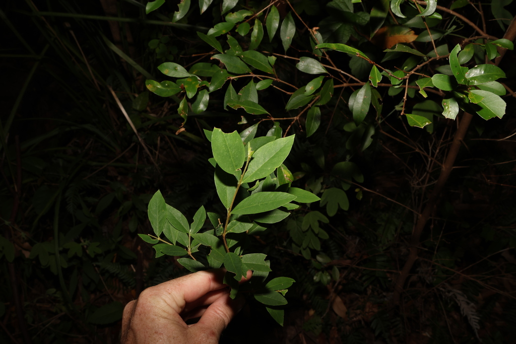 Bootlace Plant from Darlington QLD 4285, Australia on February 29, 2024 ...
