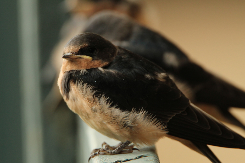 Barn Swallow from 400 W Anderson Ln., Austin, TX 78752, USA on May 14, 2023 at 12:14 PM by ...