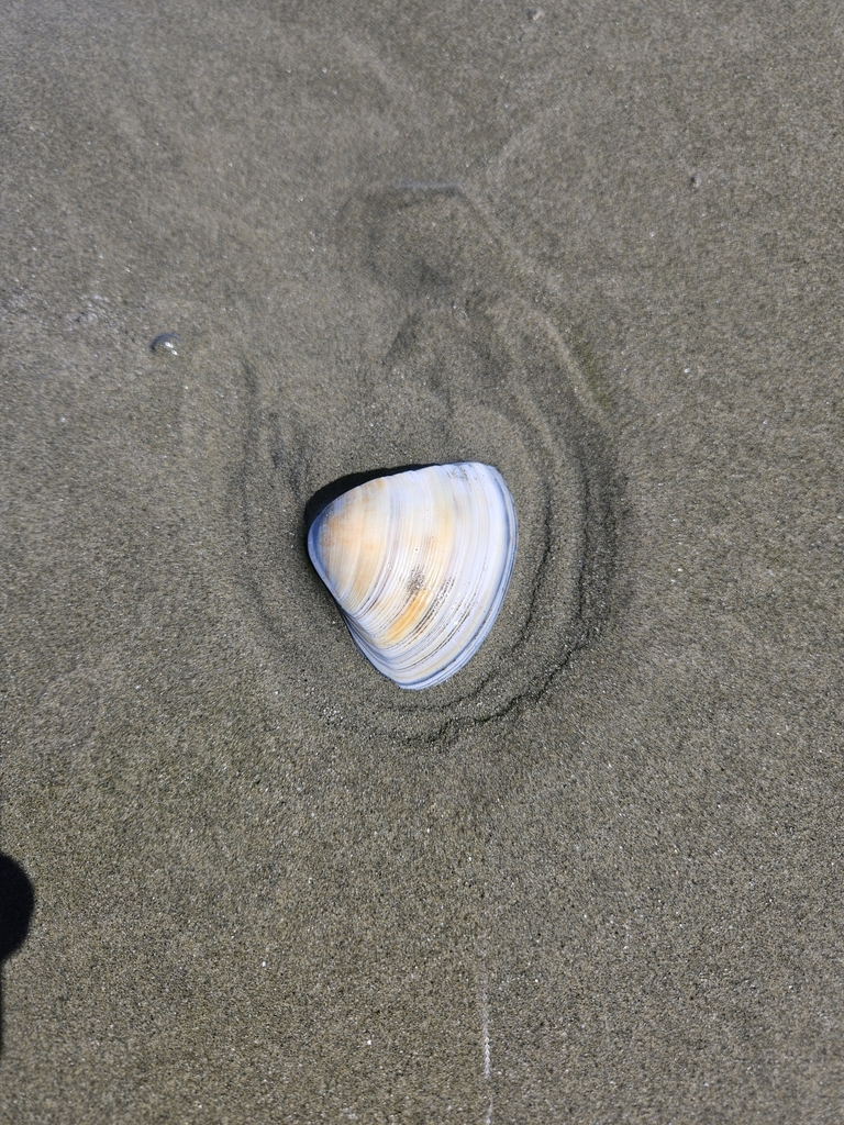 Triangle Clam from Southland, New Zealand on March 2, 2024 at 12:42 PM ...