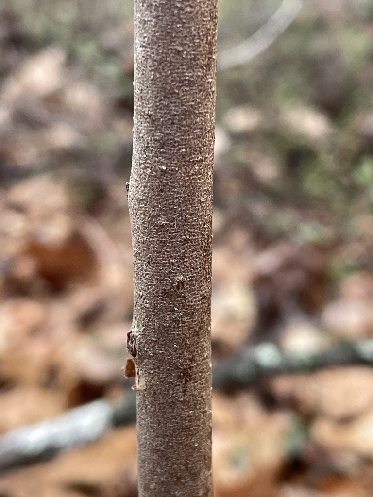 autumn olive from Strouds Run State Park, Athens, OH, US on March 1 ...