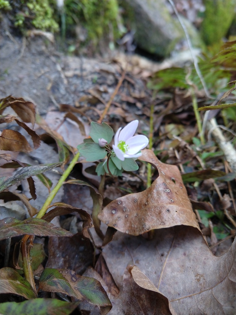 rue anemone from Izard County, AR, USA on March 1, 2024 at 02:58 PM by ...