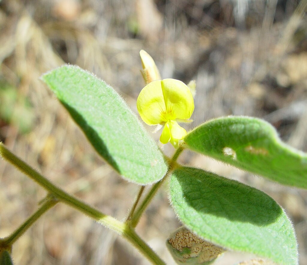 Cajanus scarabaeoides pedunculatus from King Leopold Ranges WA 6728 ...