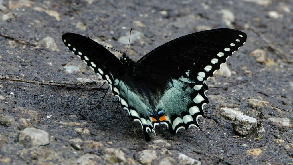 Spicebush Swallowtail from Bird Rookery Swamp, Corkscrew, FL 34120, USA ...