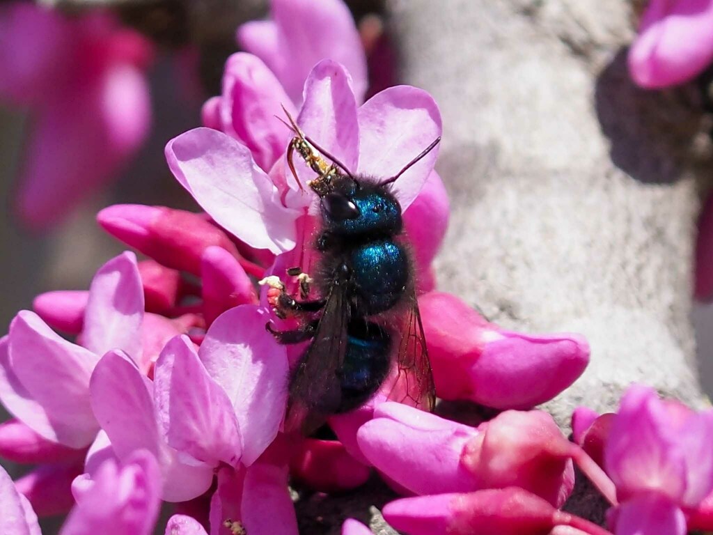 Currant Orchard Bee from Pleasant Valley, Austin, TX 78741, USA on ...