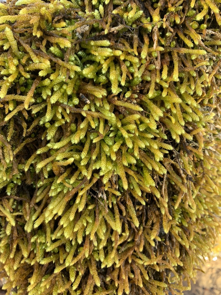 spoon-leaved moss in March 2024 by Carl-Adam Wegenschimmel. On rock in ...