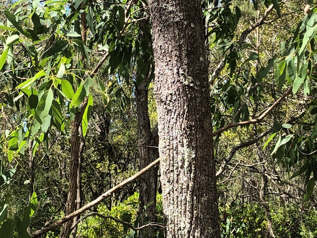 Swamp sheoak from Brisbane QLD, Australia on February 20, 2024 at 02:16 ...