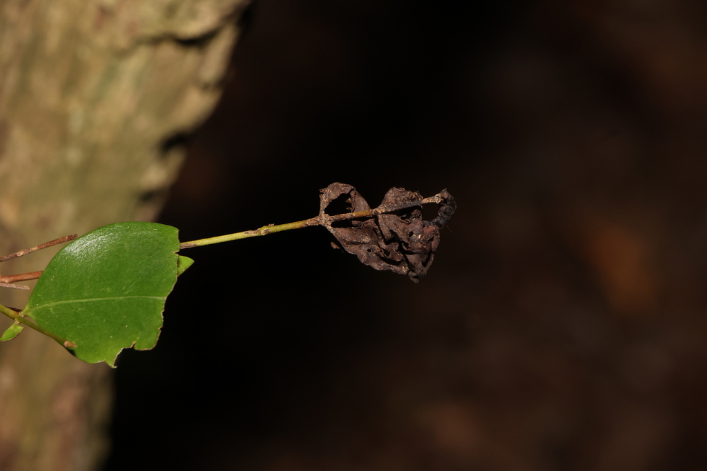 Myrtle Rust from Darlington QLD 4285, Australia on February 29, 2024 at ...