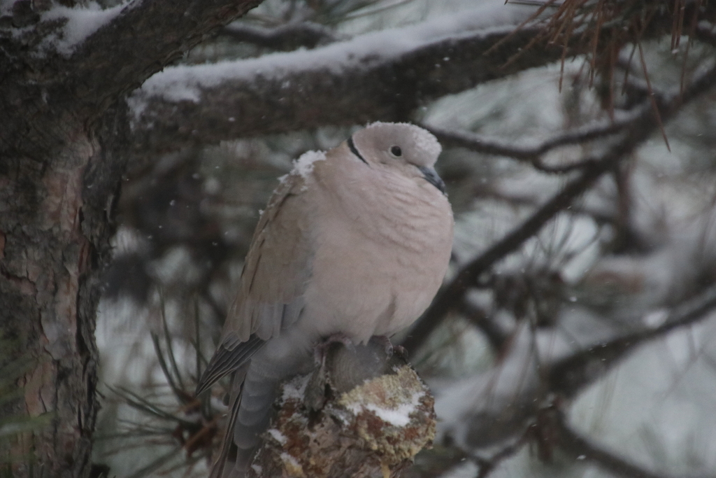 Eurasian Collared-Dove from Sunnyside, Denver, CO 80211, USA on ...