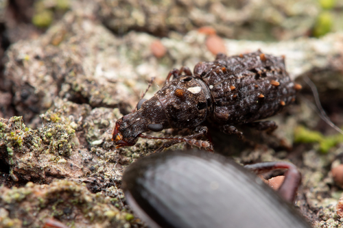 Lophus rudis · iNaturalist