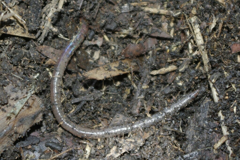Earthworms from Maryborough QLD 4650, Australia on March 2, 2024 at 10: ...