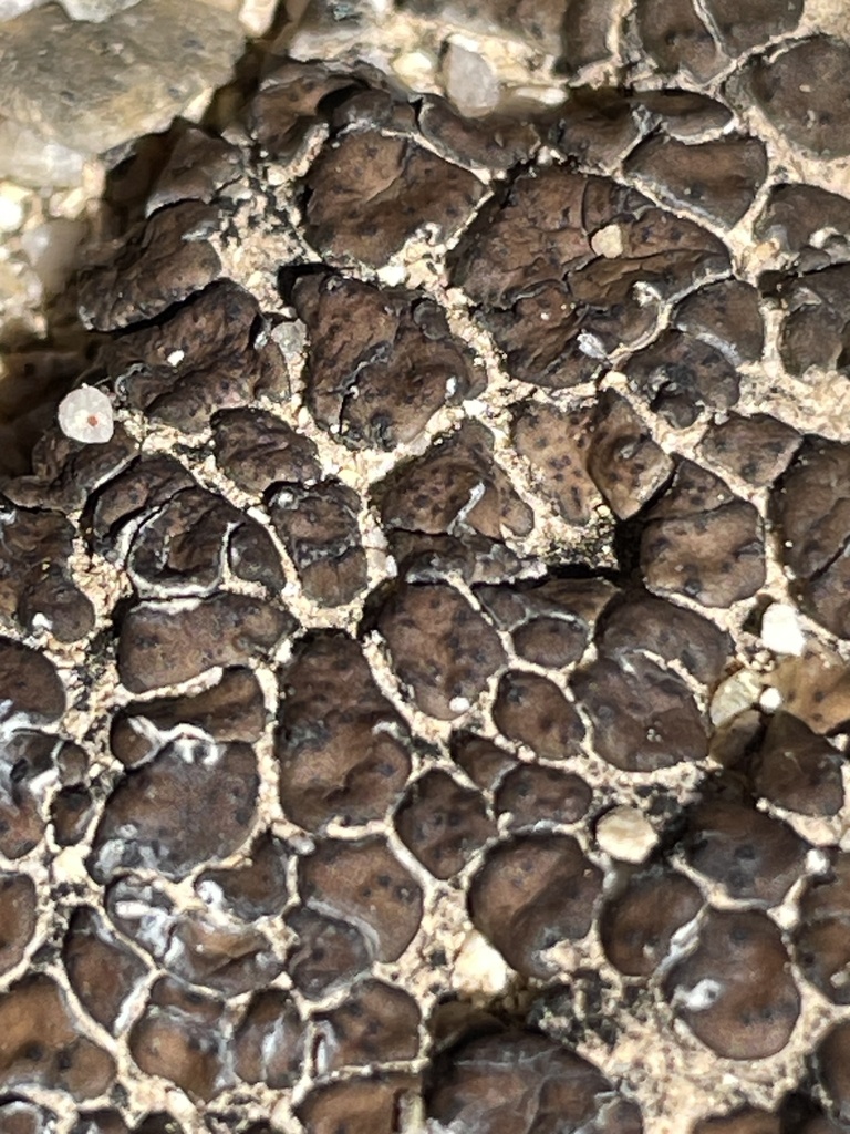 common lichens from Catalina Foothills, AZ, USA on March 1, 2024 at 01: ...