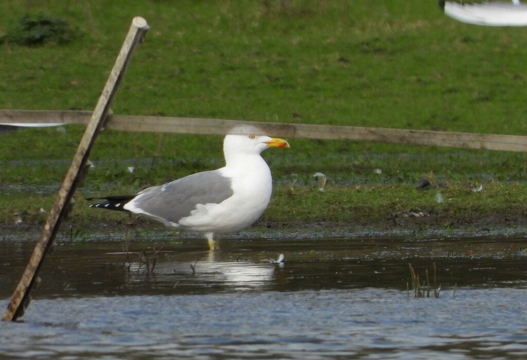 Large White-headed Gulls from Rickmansworth, UK on February 26, 2024 at ...