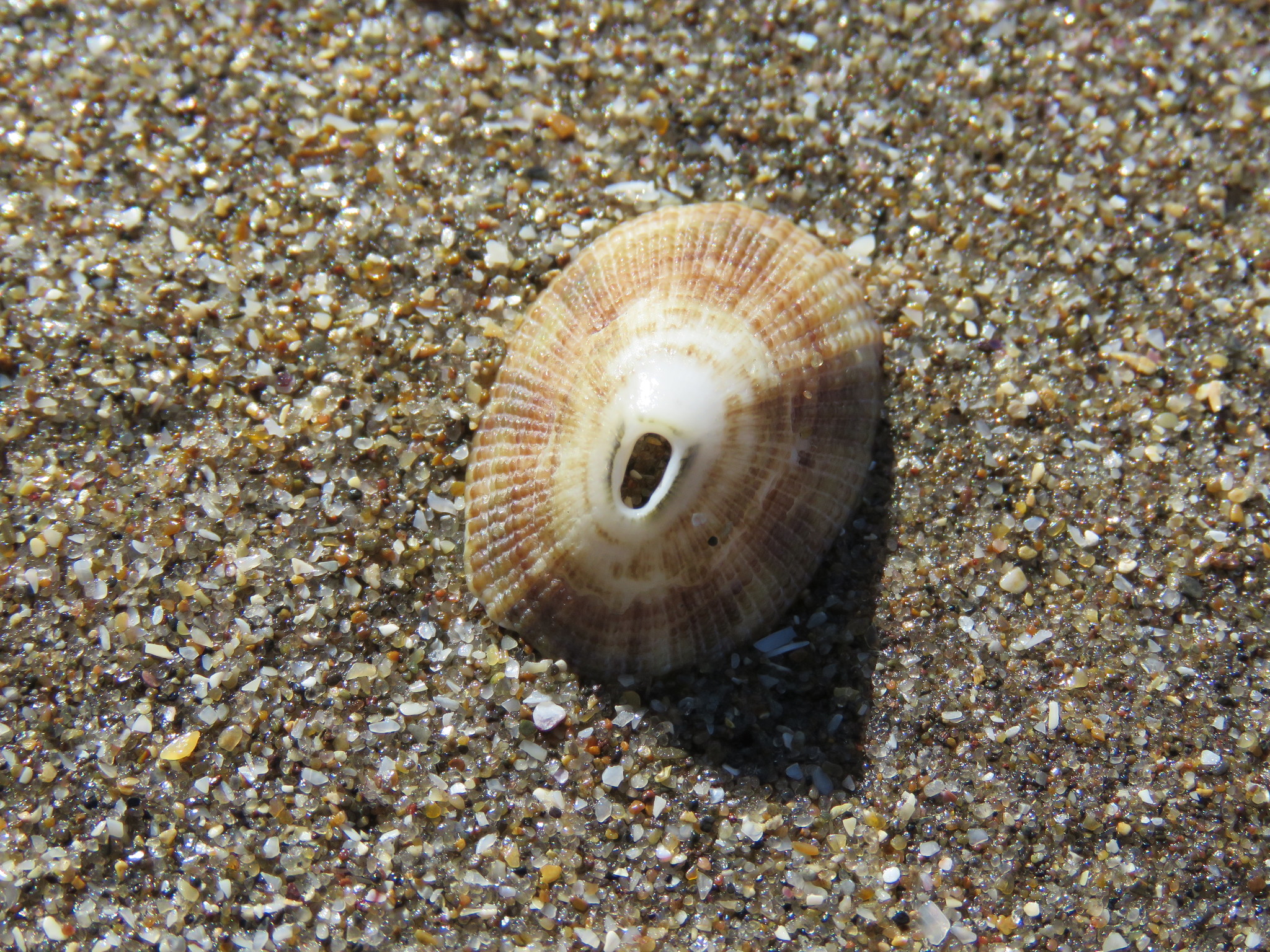 Diodora patagonica (d'Orbigny, 1839)