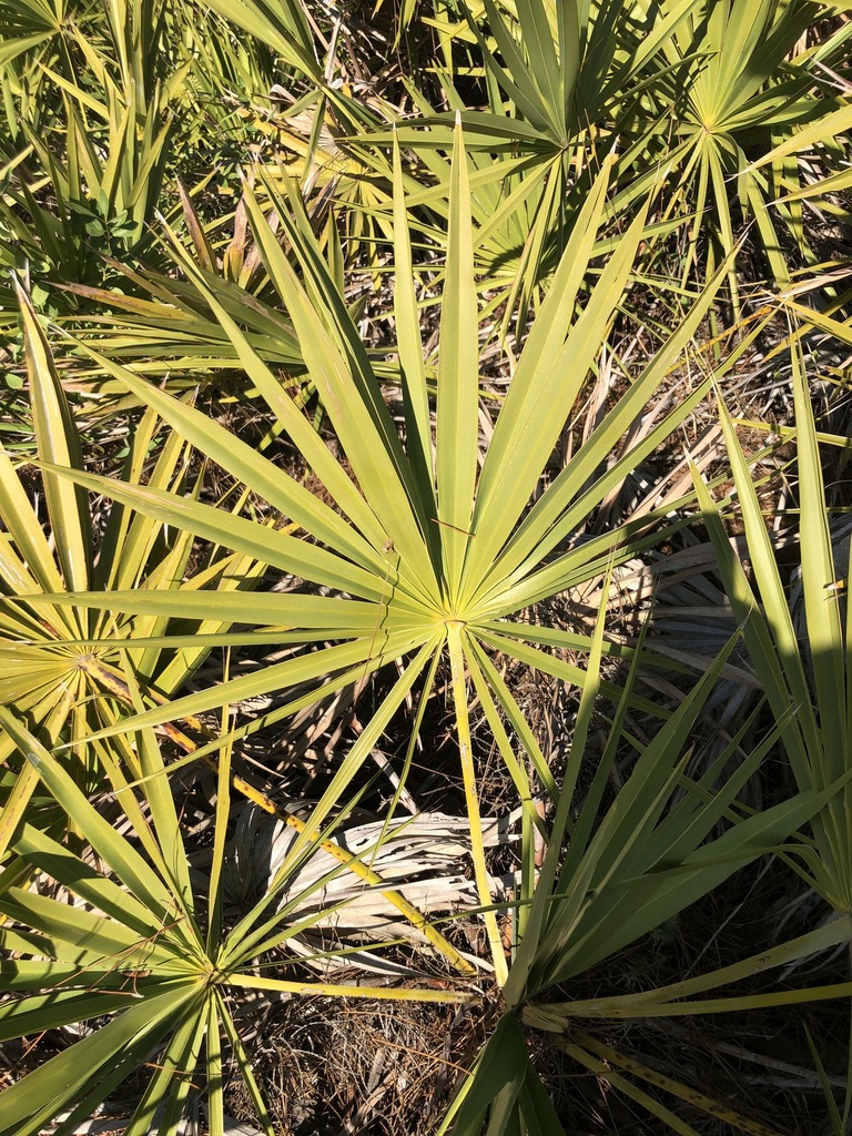 saw palmetto from Baldwin County, AL, USA on February 21, 2024 at 11:01 ...