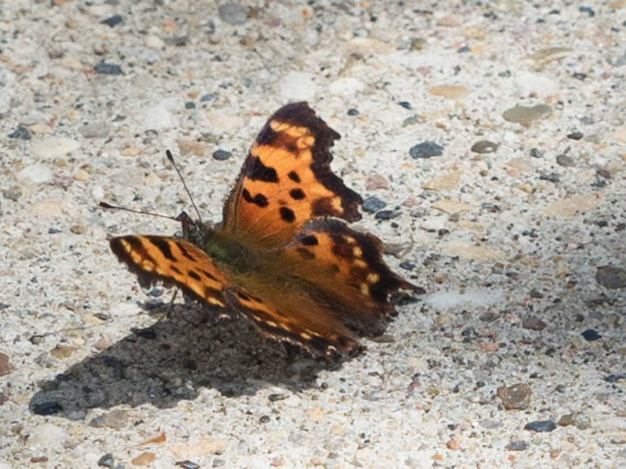 Green Comma from Whitemud Creek Ravine North, Edmonton, AB T6H, Canada ...