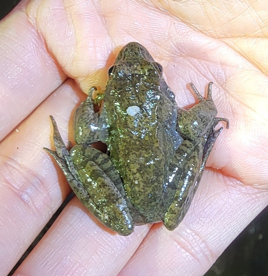 Huaiyuan Brown Frog from Huanggang, CN-HU, CN on March 1, 2024 at 07:47 ...