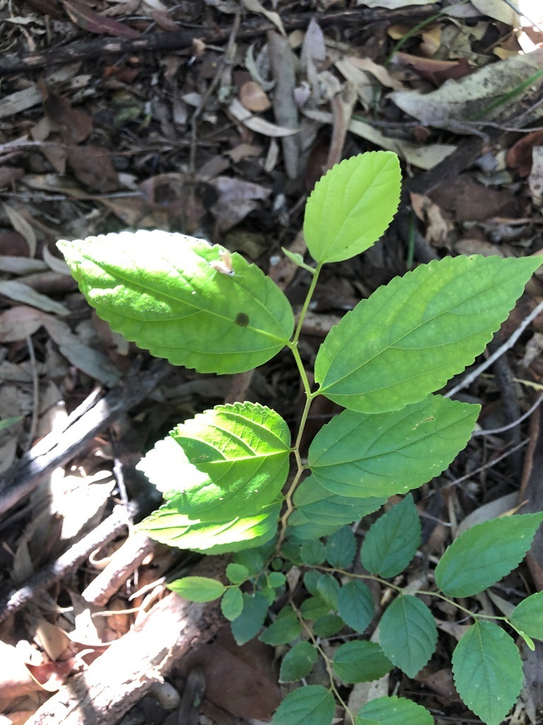 Chinese Hackberry from Brisbane QLD, Australia on February 20, 2024 at ...