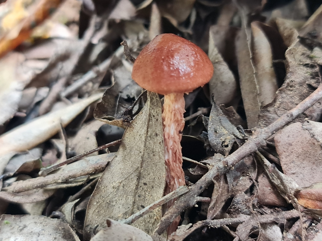Flecked bolete from Gloucester River walking track, Barrington Tops ...