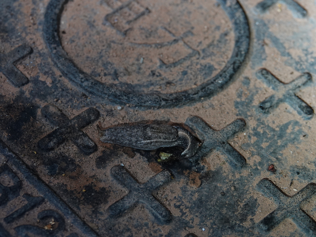 Yellow-shelled semi-slug from 中国云南省西双版纳傣族自治州勐腊县 on February 22, 2024 at ...