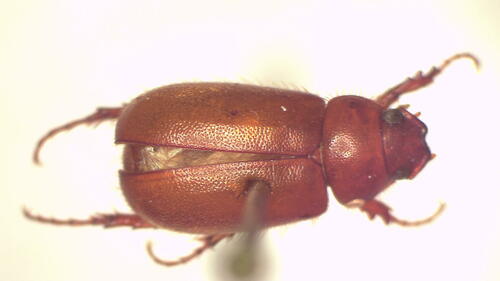 Heteronyx chlorotica · iNaturalist